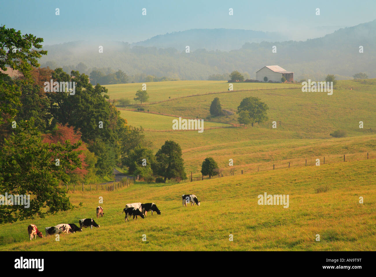 Grazing Cows, Franks Mill, Shenandoah Valley, Virginia, USA Stock Photo ...
