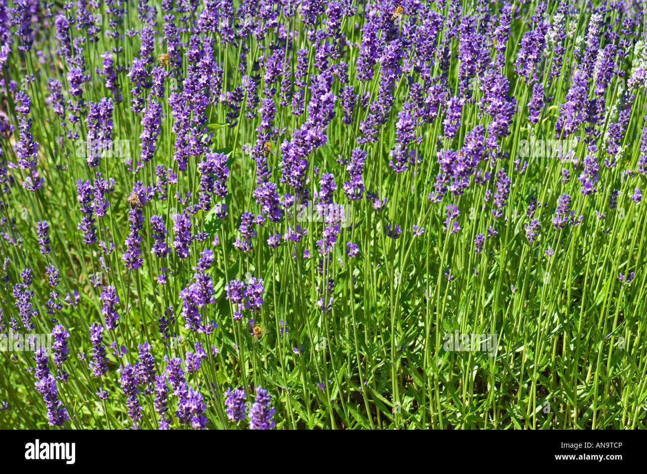 Lavendel lavender lavender Lavandula angustifolia blue green blossom ...