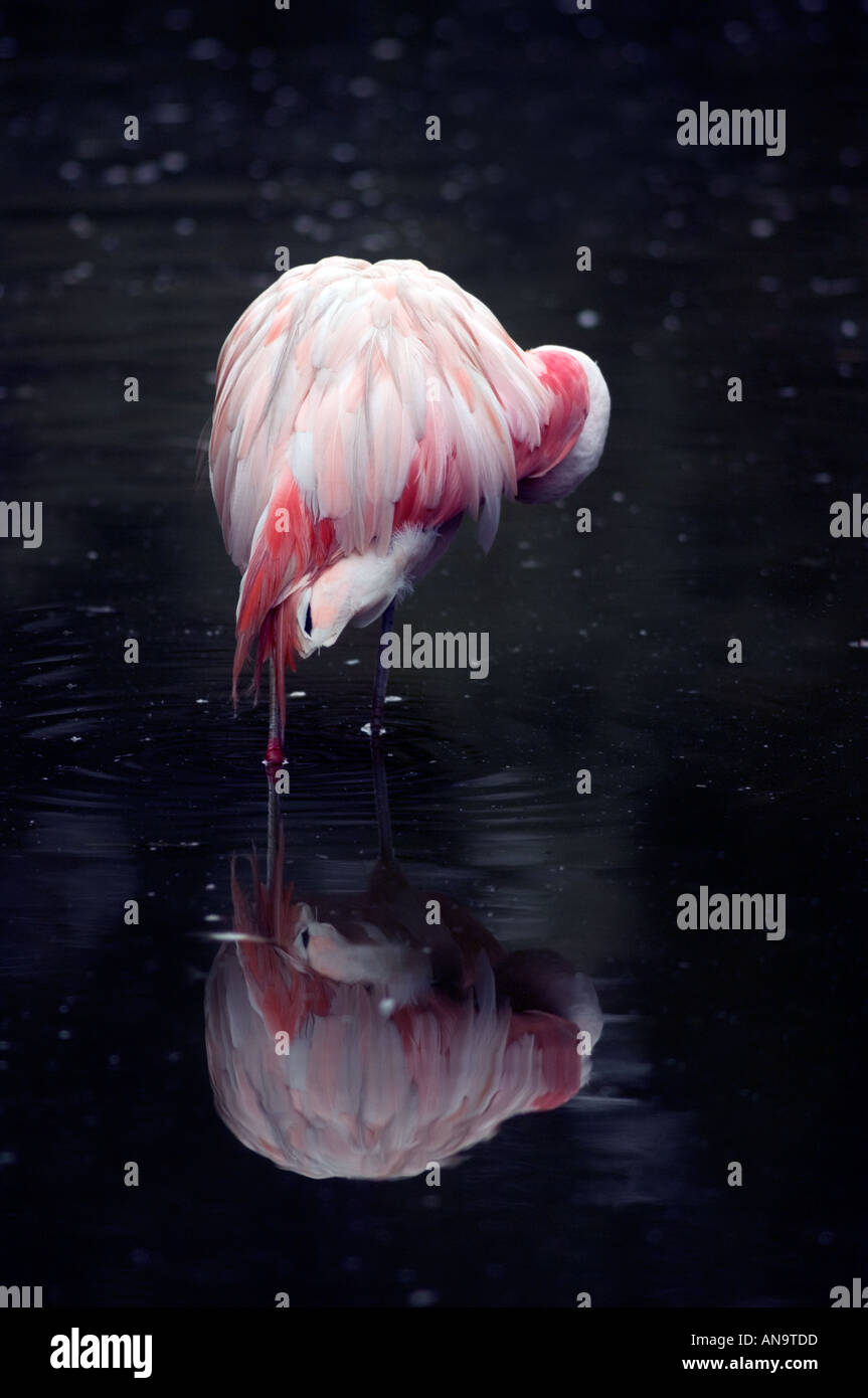 Asian bird flu threat hi-res stock photography and images - Alamy