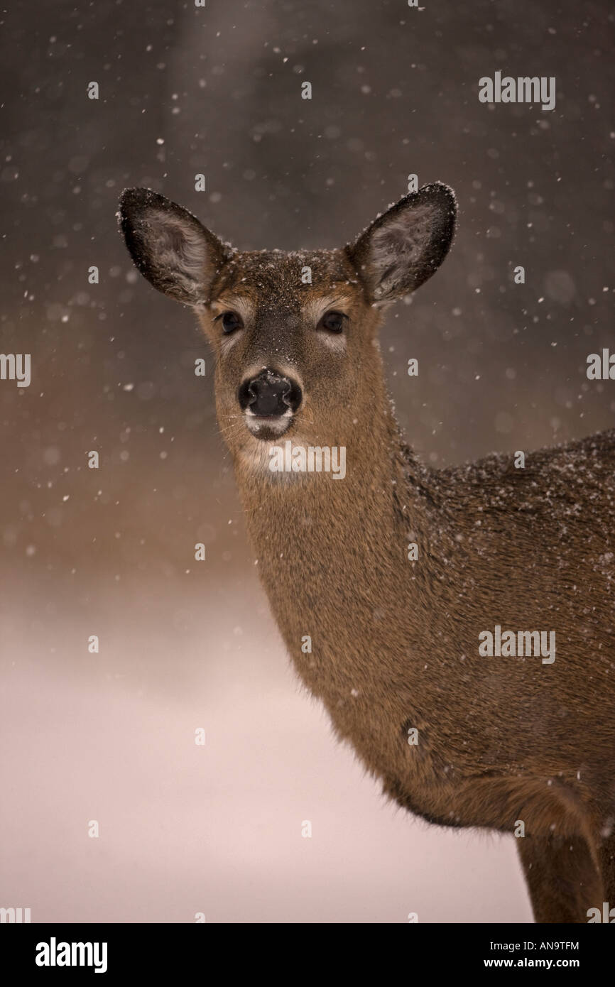 White-tailed Deer Portrait Odocoileus virginianus New York Doe Standing ...