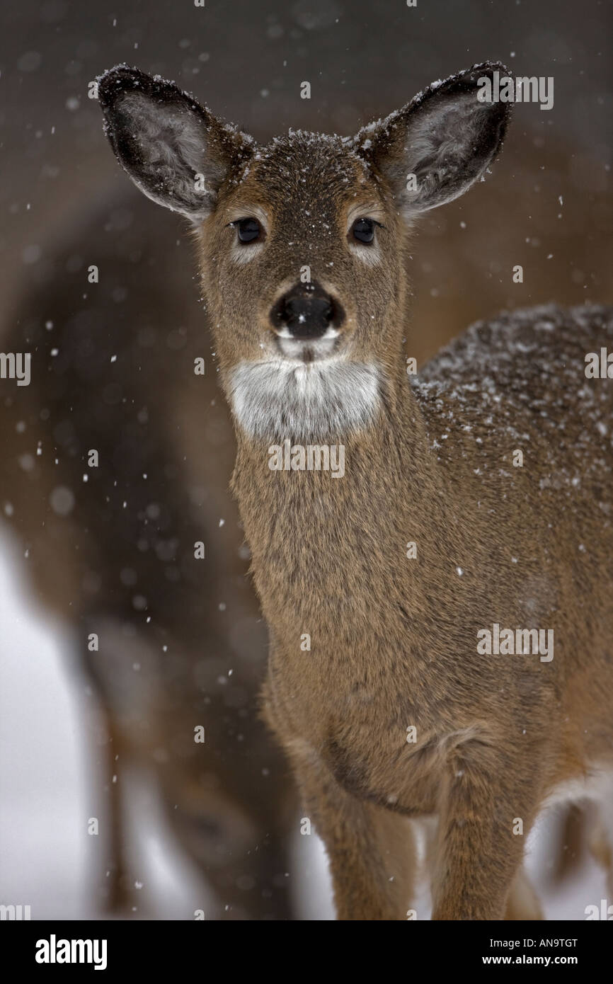 [White-tailed Deer] doe standing snow winter Stock Photo - Alamy