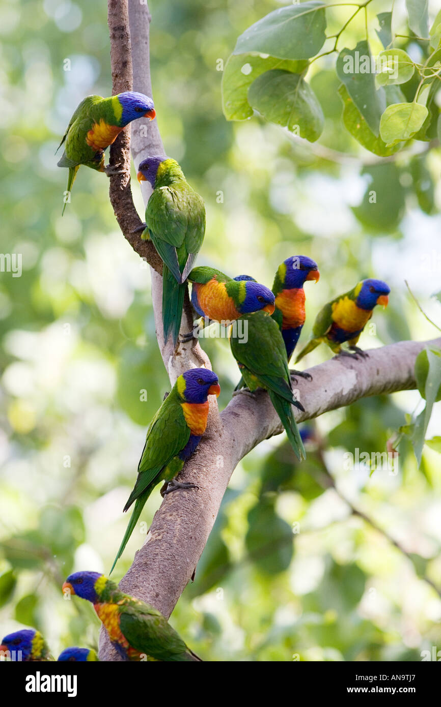 Rainbow Lorikeets perched on a branch Queensland Australia Stock Photo ...