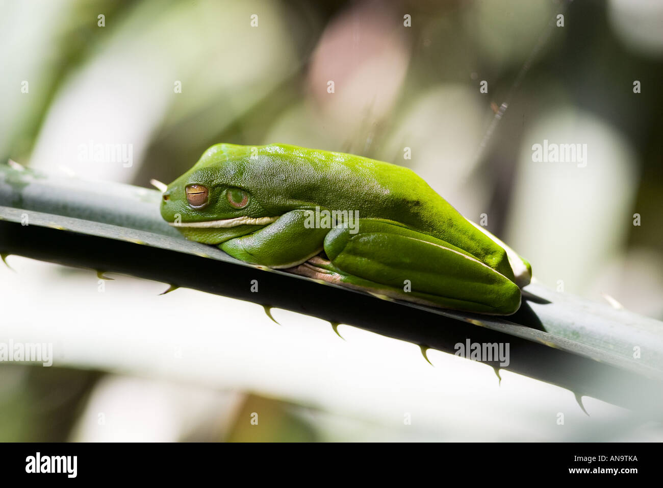 White Lipped Green Tree Frog on palm leaf Daintree Rainforest Queenland ...