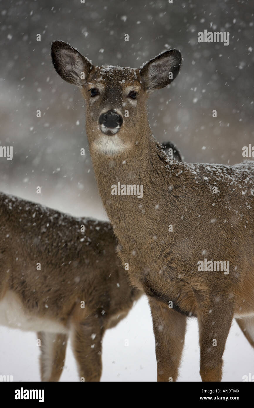 White-tailed Deer Odocoileus virginianus New York Doe Standing in snow ...