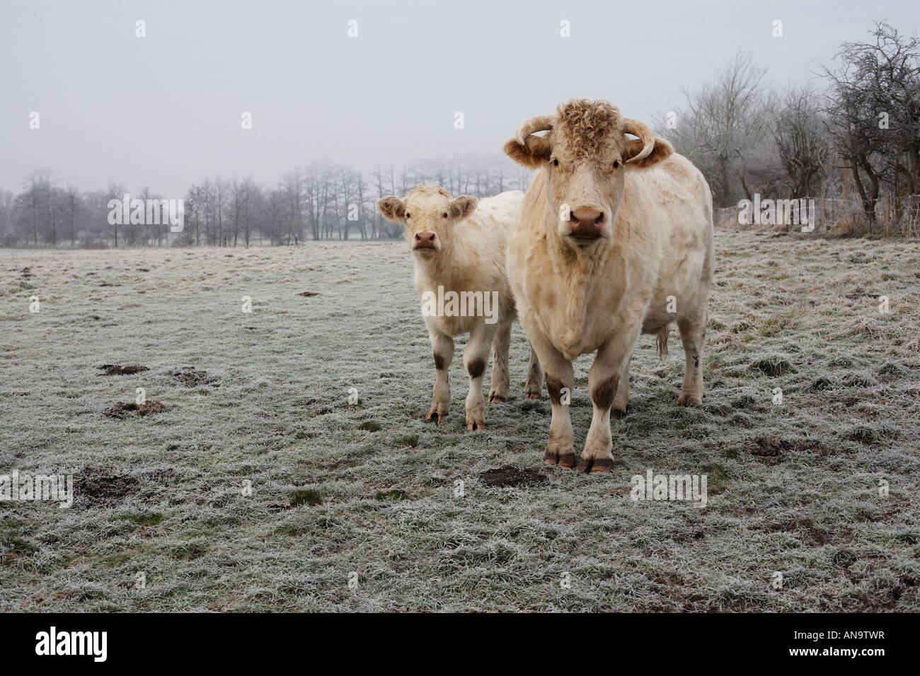 Cows on a frosty morning Stock Photo - Alamy