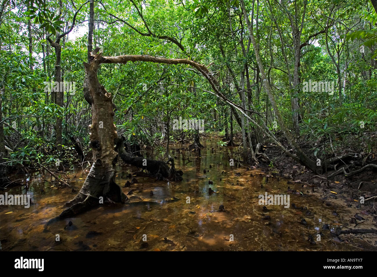 Daintree Rainforest Australia Stock Photo - Alamy