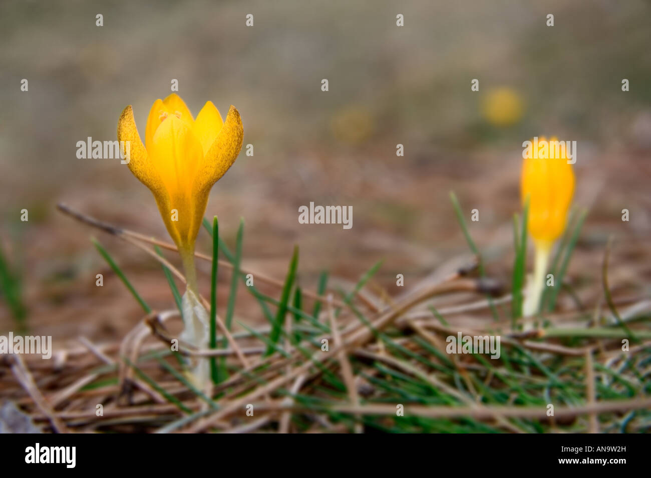 Yellow wild crocus flowers Stock Photo - Alamy