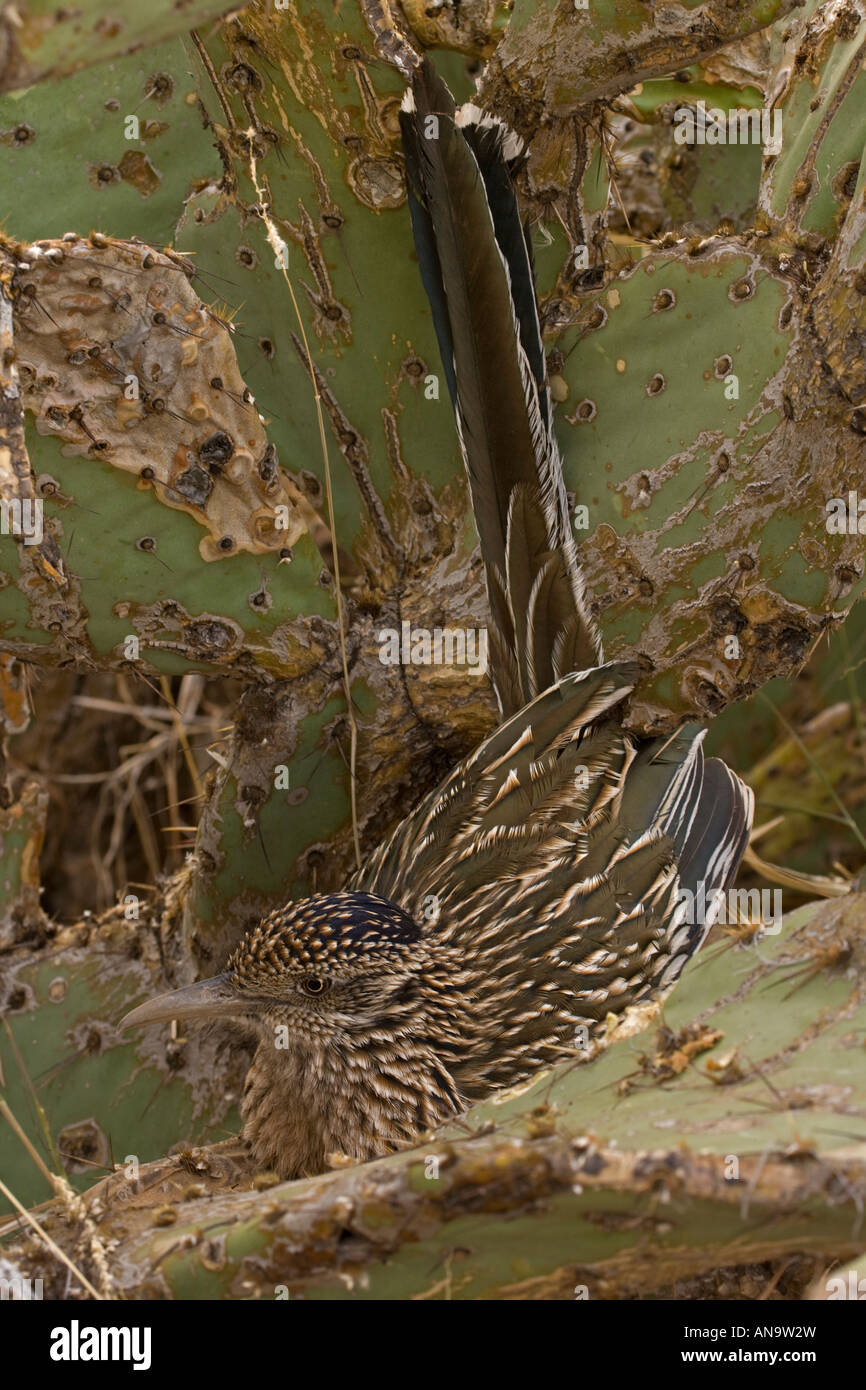 Greater Roadrunner (Geococcyx californianus) Arizona - USA - Roosting ...