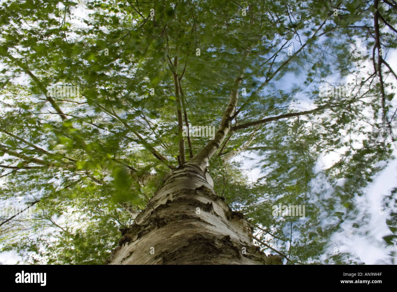 Birch tree moving in the wind Stock Photo - Alamy
