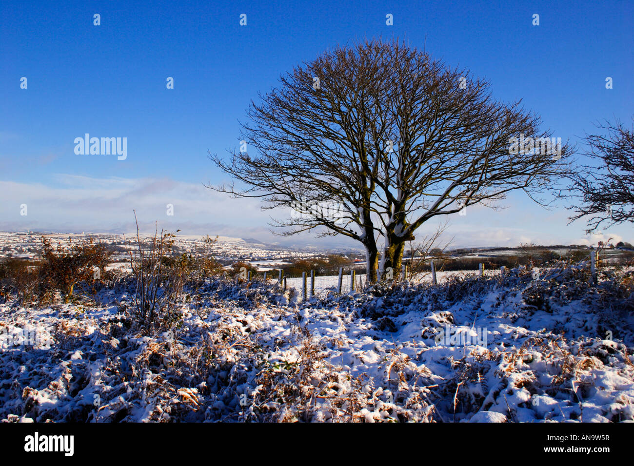Horizontal photo of a single tree in a hedgerow with snow and a blue ...