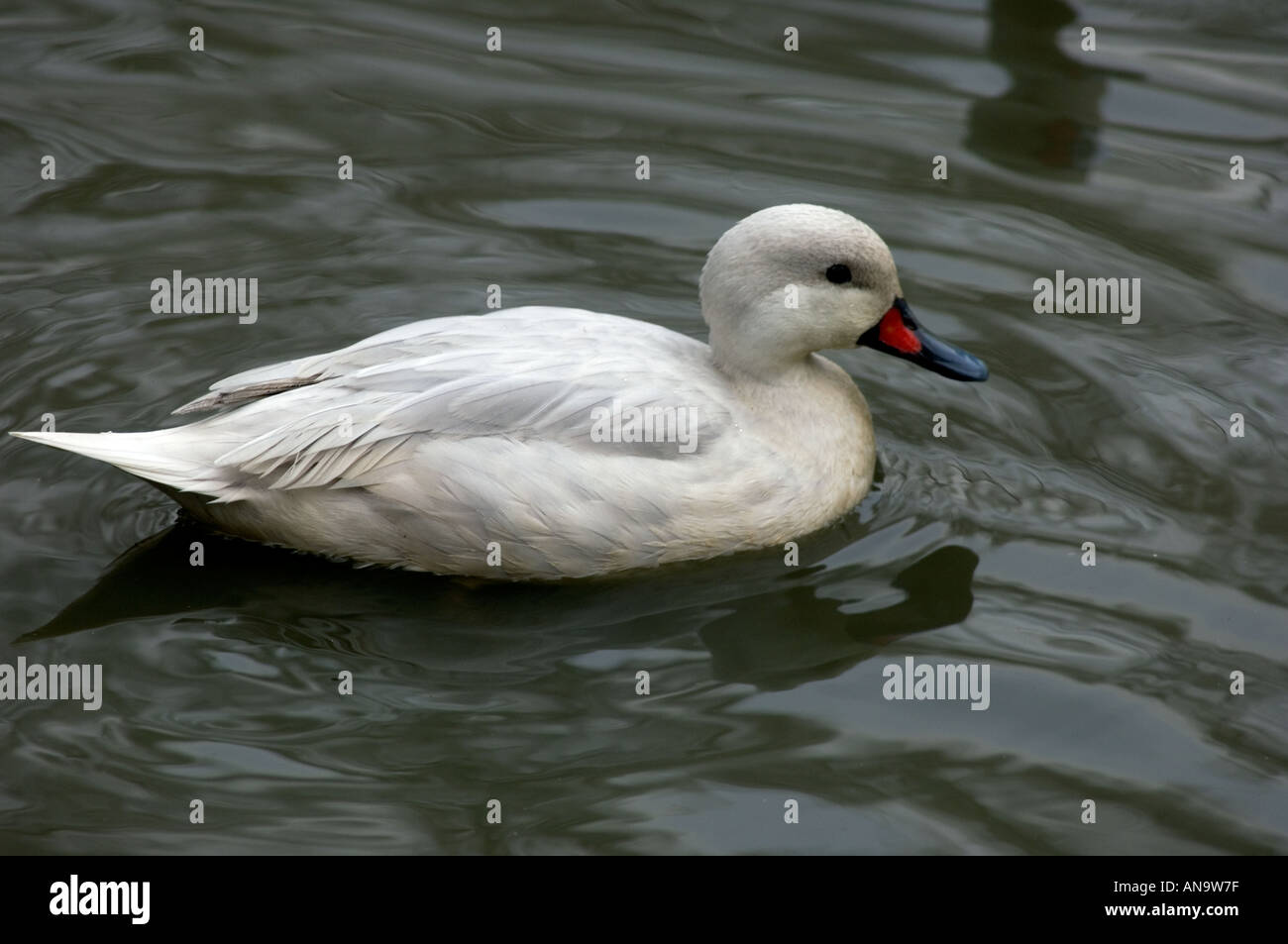 Asian bird flu threat hi-res stock photography and images - Alamy