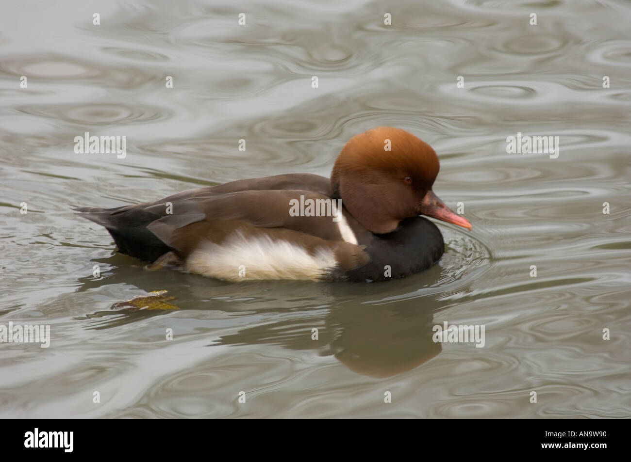 Asian bird flu threat hi-res stock photography and images - Alamy