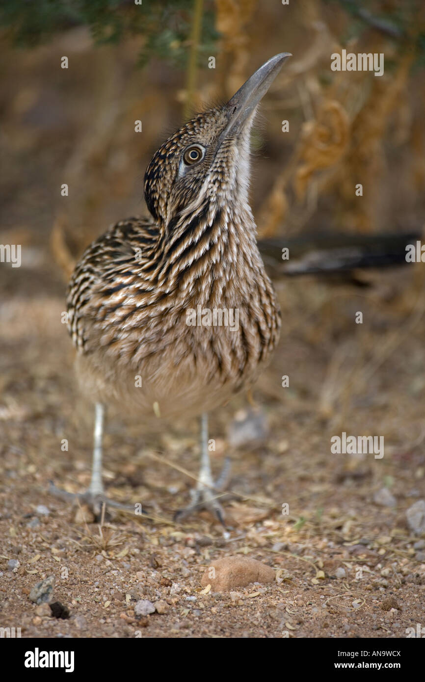Greater Roadrunner in Sonoran Desert of Arizona Stock Photo - Alamy