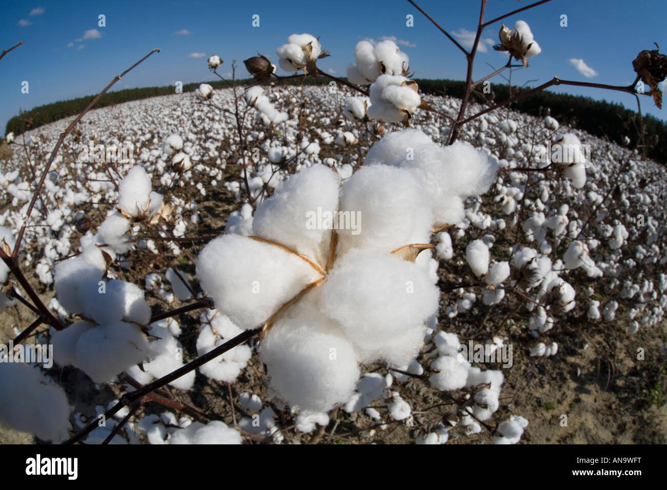 Georgia cotton hi-res stock photography and images - Alamy