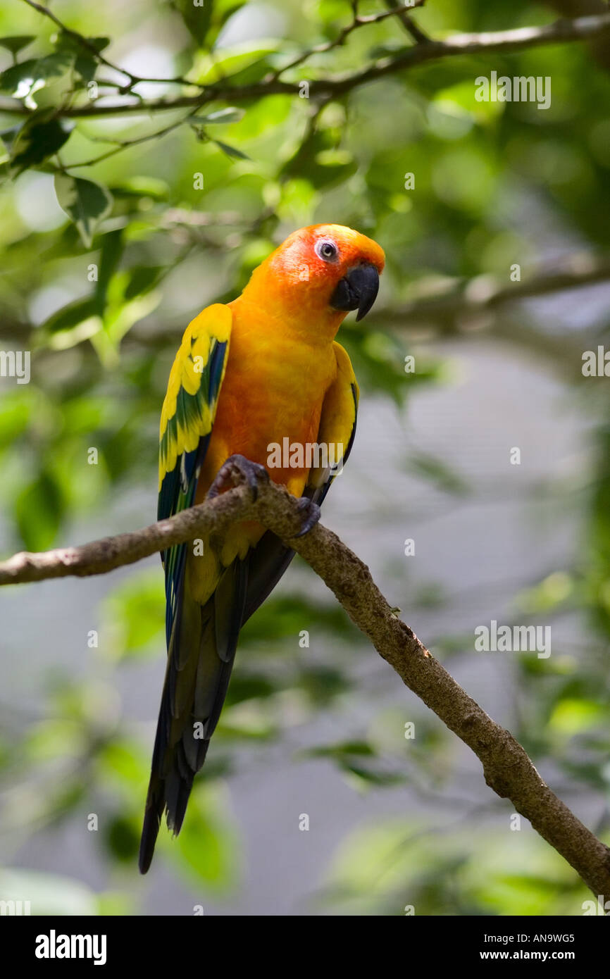 Sun conure parrot hi-res stock photography and images - Alamy