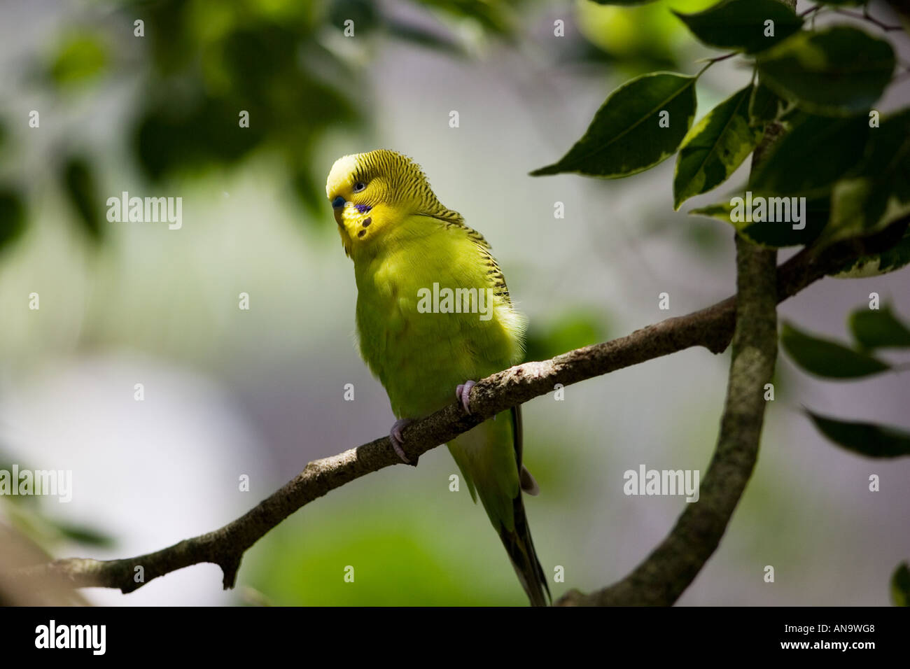 Yellow budgie budgerigar birds in hi-res stock photography and images ...