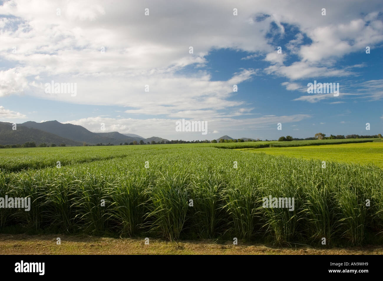 Sugarcane fields queensland hi-res stock photography and images - Alamy