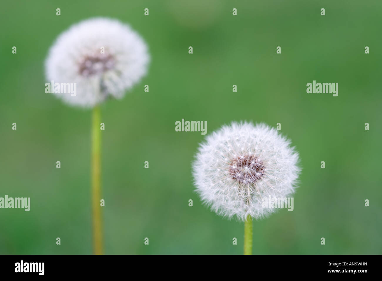 Budding dandelion hi-res stock photography and images - Alamy