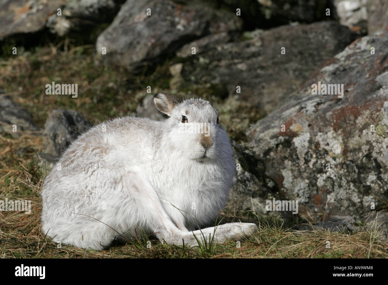 Mountain Hare stretching leg Stock Photo - Alamy