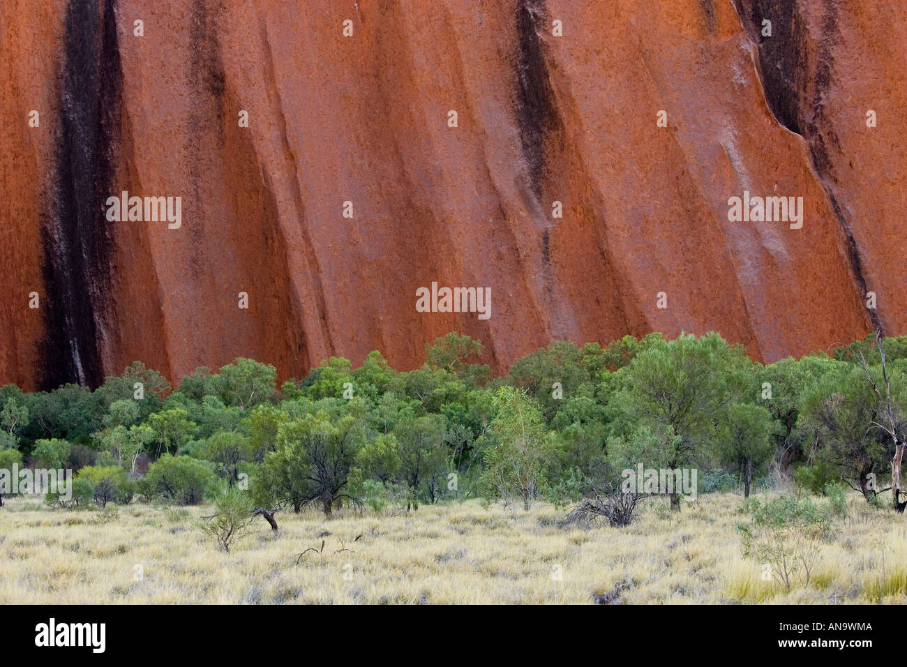 Trees at the base of Ayers Rock Uluru Australia Stock Photo - Alamy