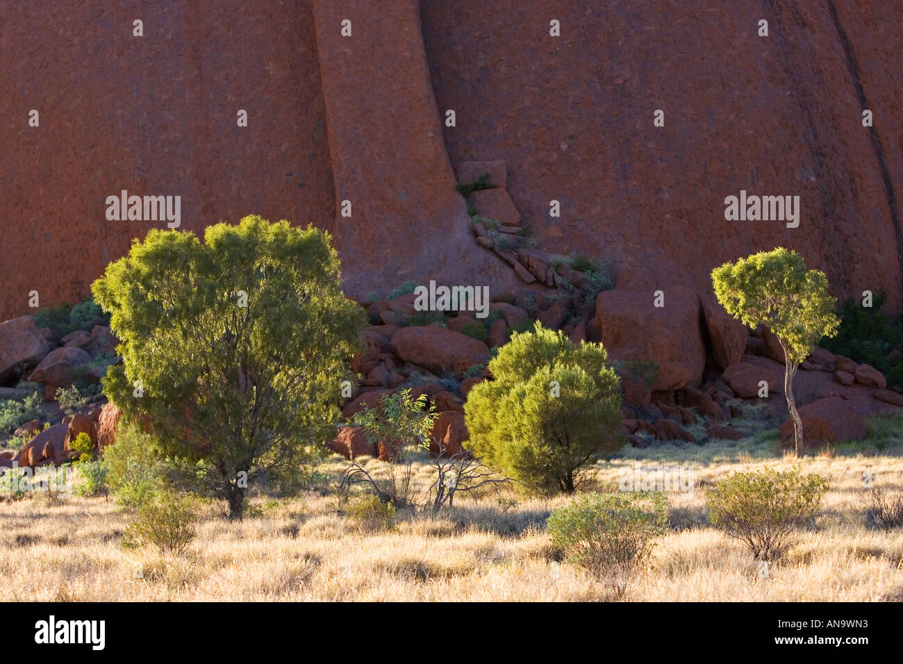 Trees at the base of Ayers Rock Uluru Australia Stock Photo - Alamy