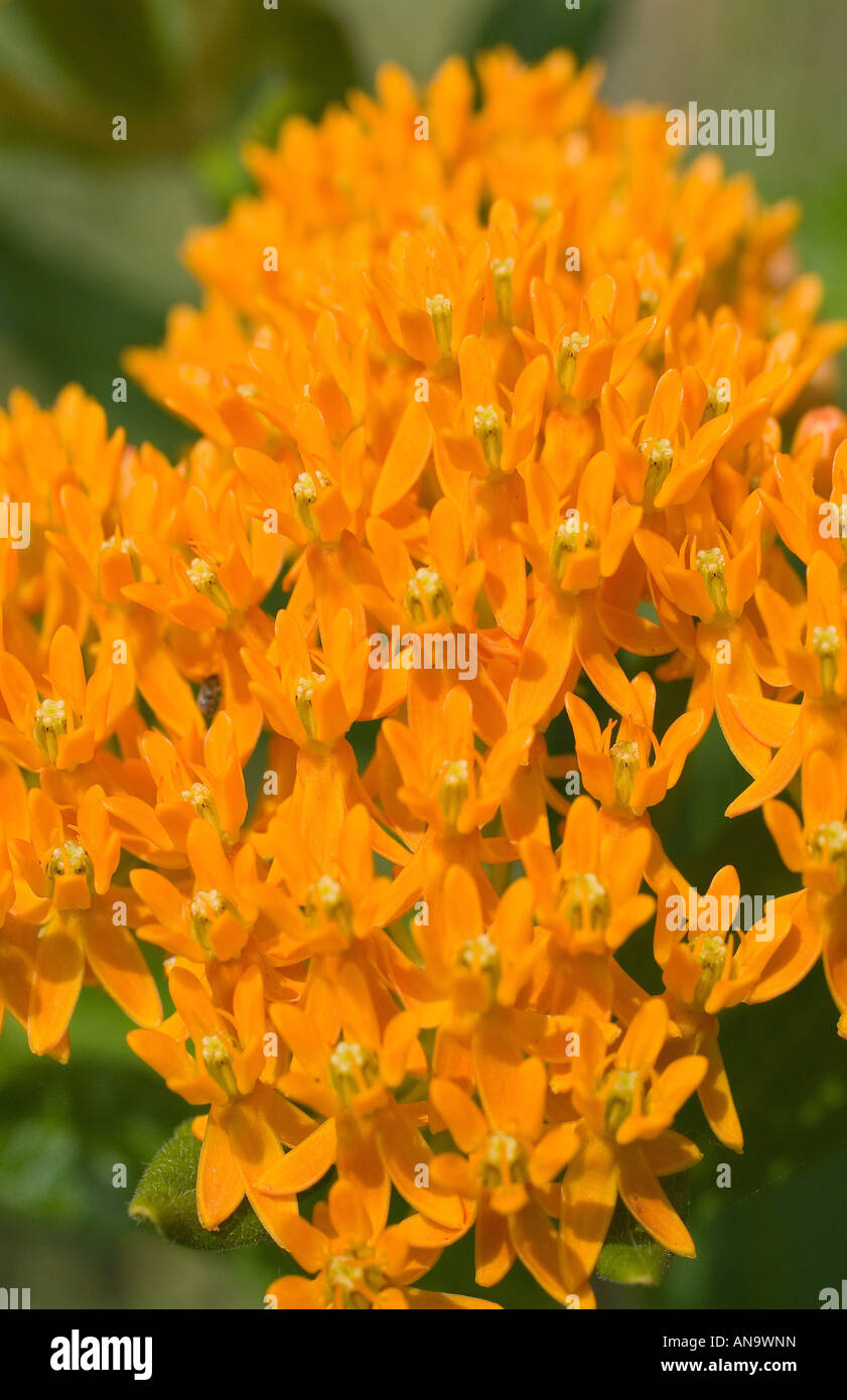 Orange Butterfly Weed Asclepias tuberosa Stock Photo - Alamy