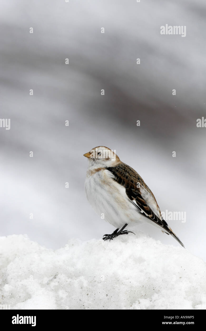 Winter male snow bunting hi-res stock photography and images - Alamy