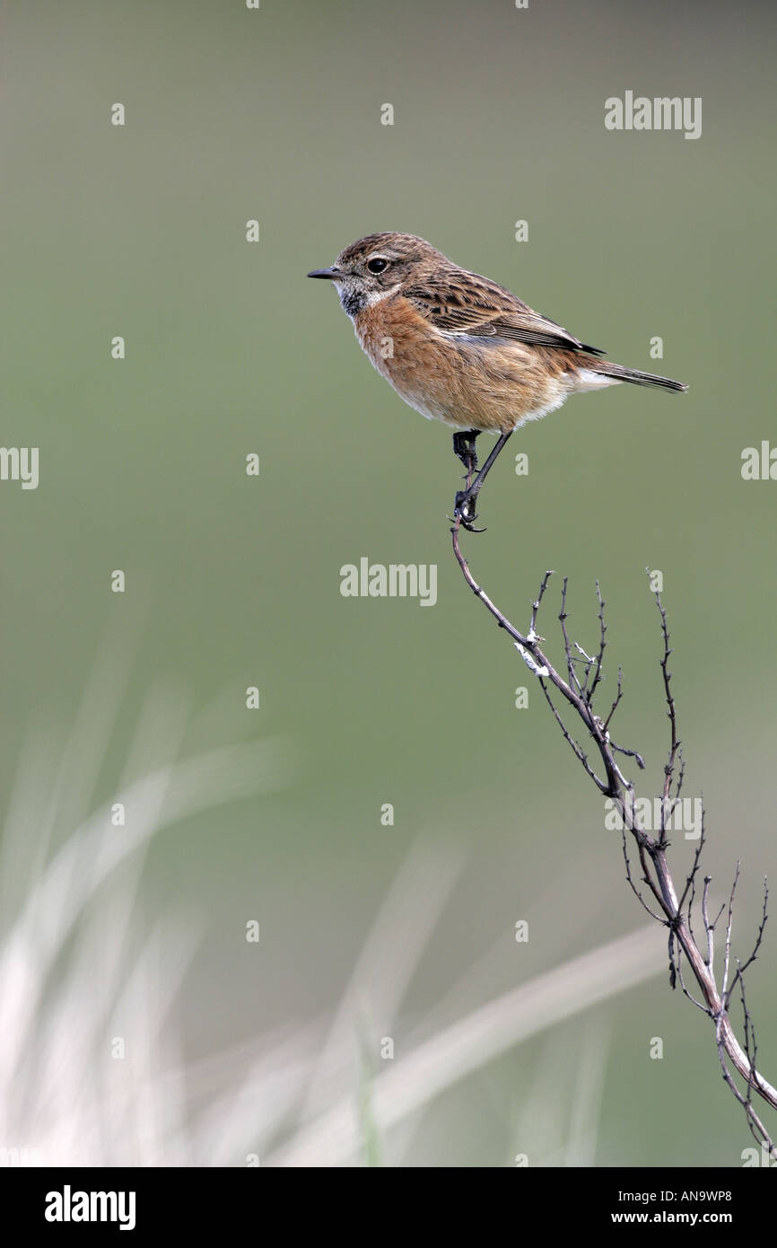 Stonechat at coast hi-res stock photography and images - Alamy