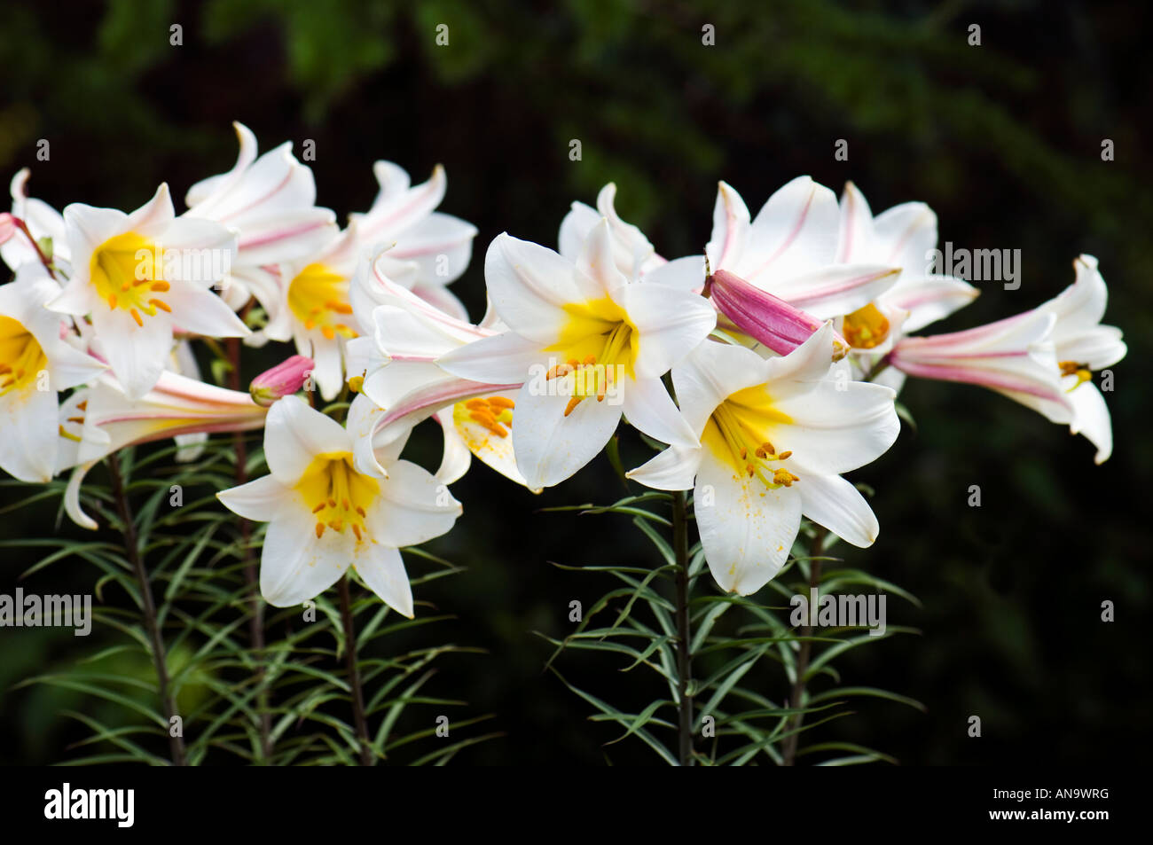 LILIACEAE lilium regale wils regal lily Lilium regale Album WHITE REGAL ...