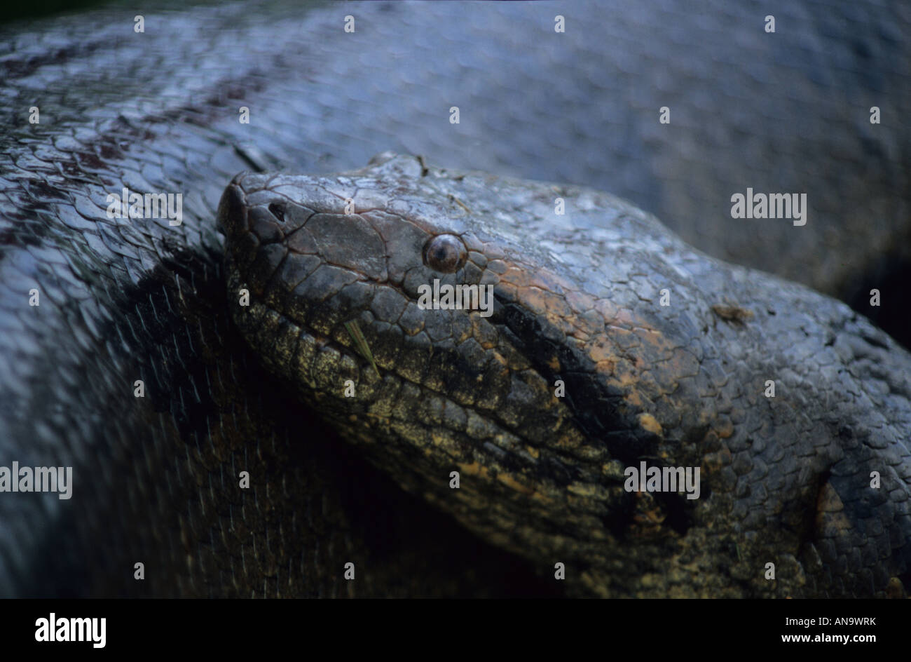 Wild Anaconda, Venezuela, snake Stock Photo - Alamy