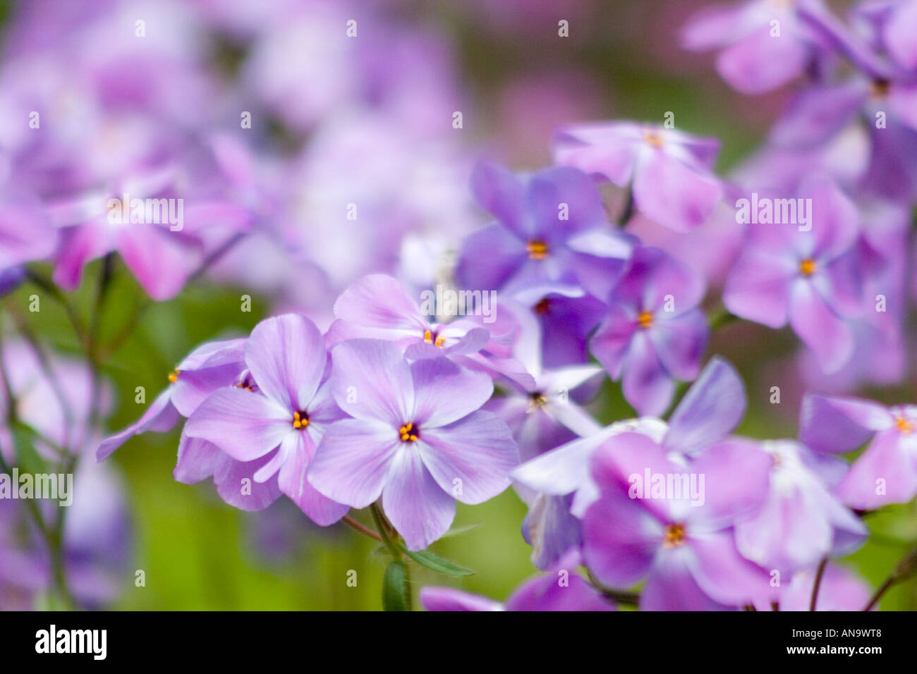 Light violet hi-res stock photography and images - Alamy