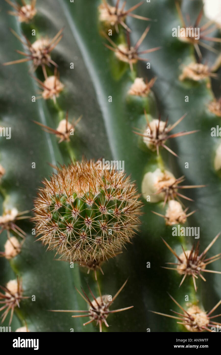 Baby Cactus Thatonetomahawk