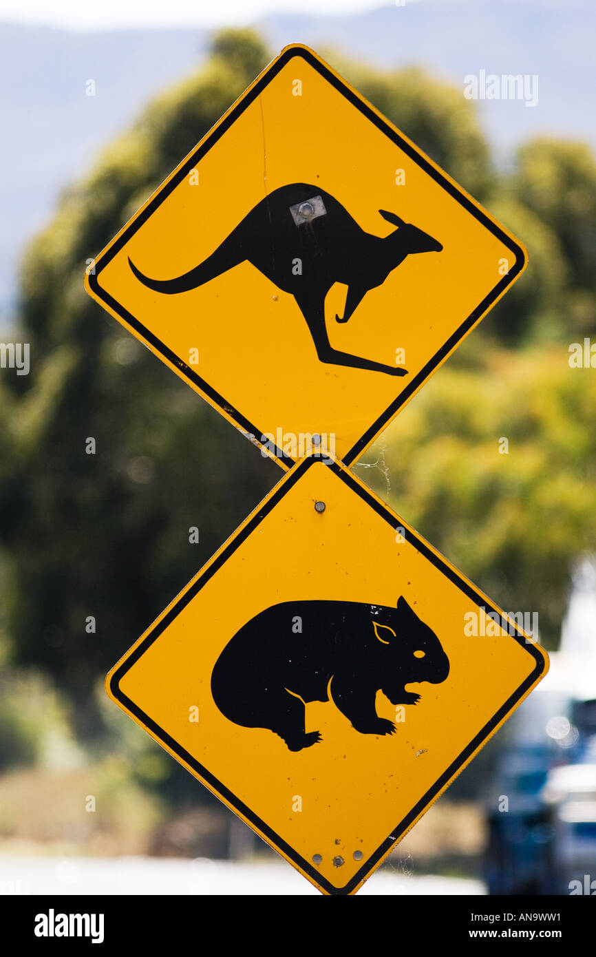 Animals on highway High Resolution Stock Photography and Images - Alamy