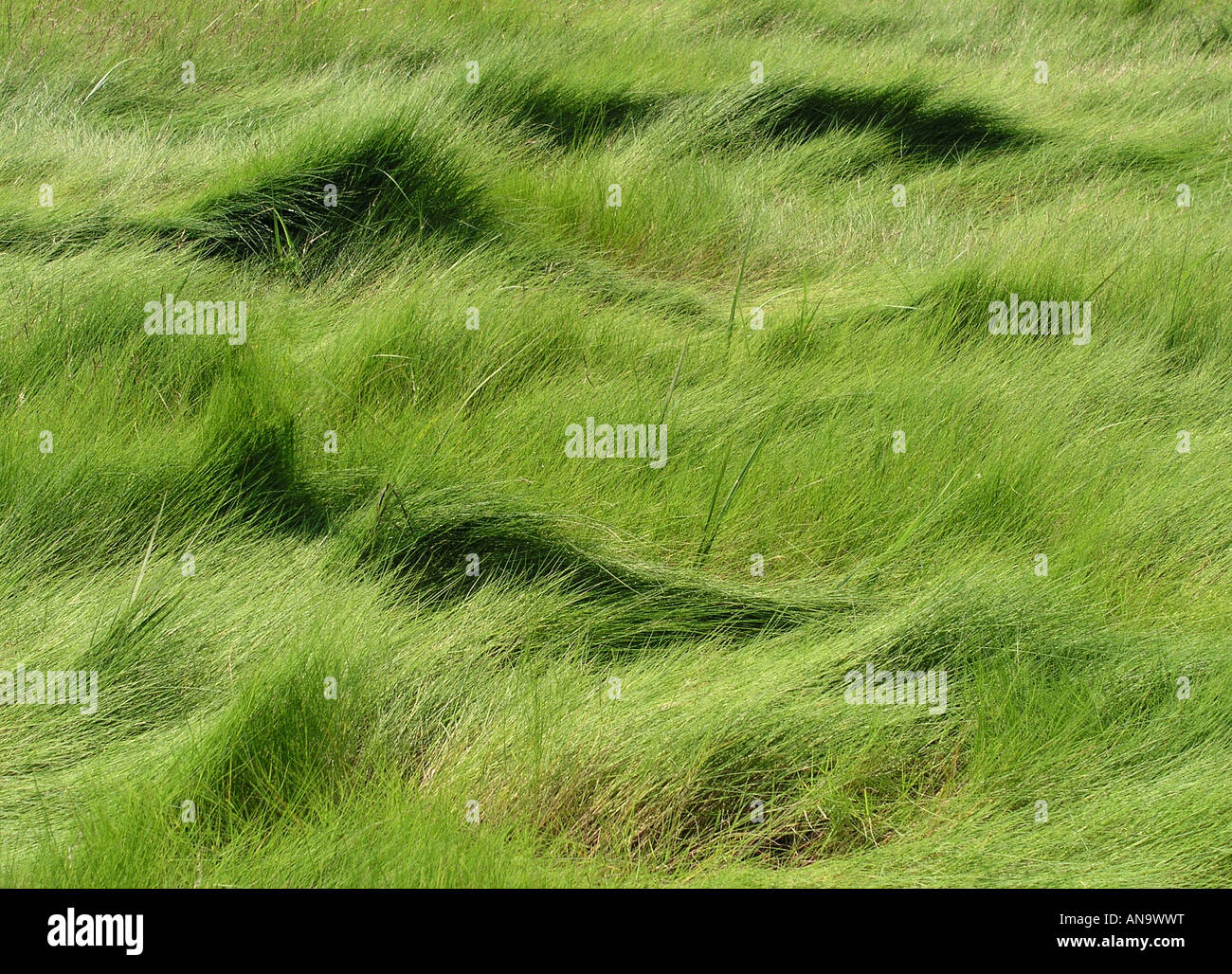 Windswept grasses hi-res stock photography and images - Alamy