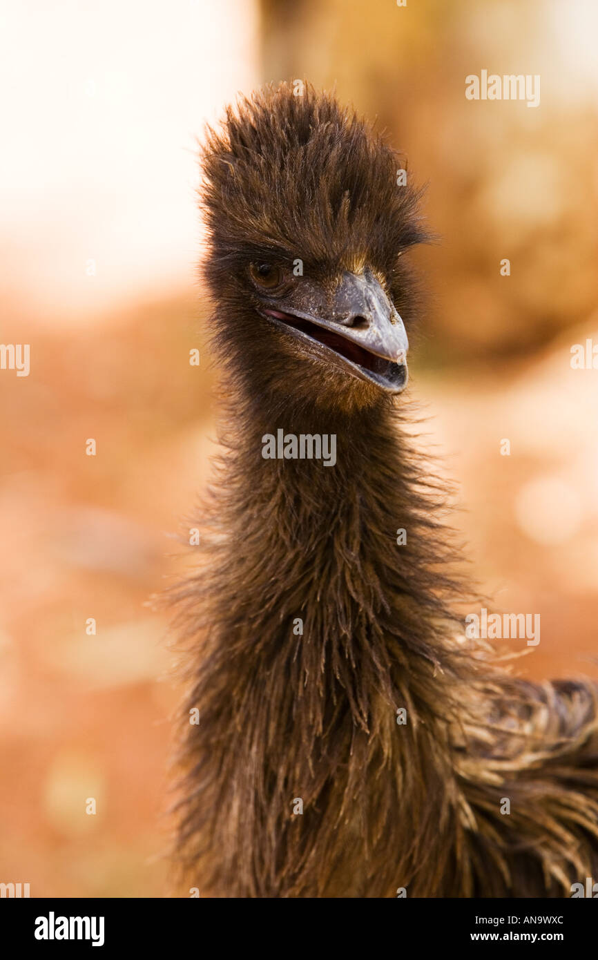 Wild emu in australian outback hi-res stock photography and images - Alamy
