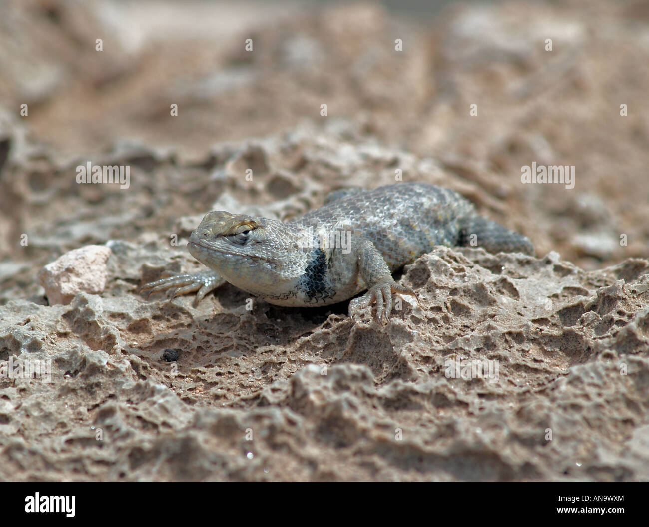 High desert lizard hi-res stock photography and images - Alamy
