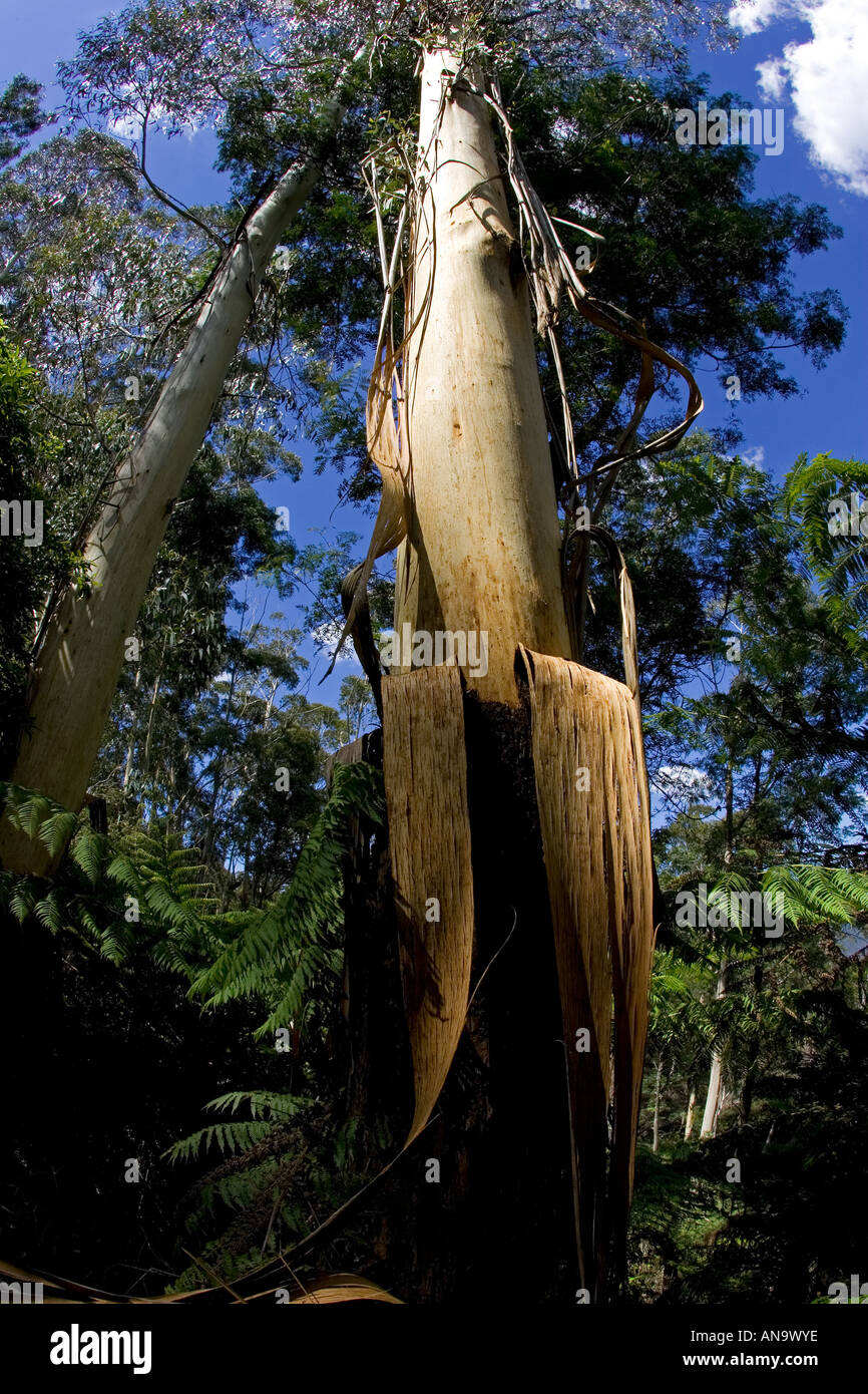 Eucalyptus tree gum tree in Blue Mountains National Park New South ...