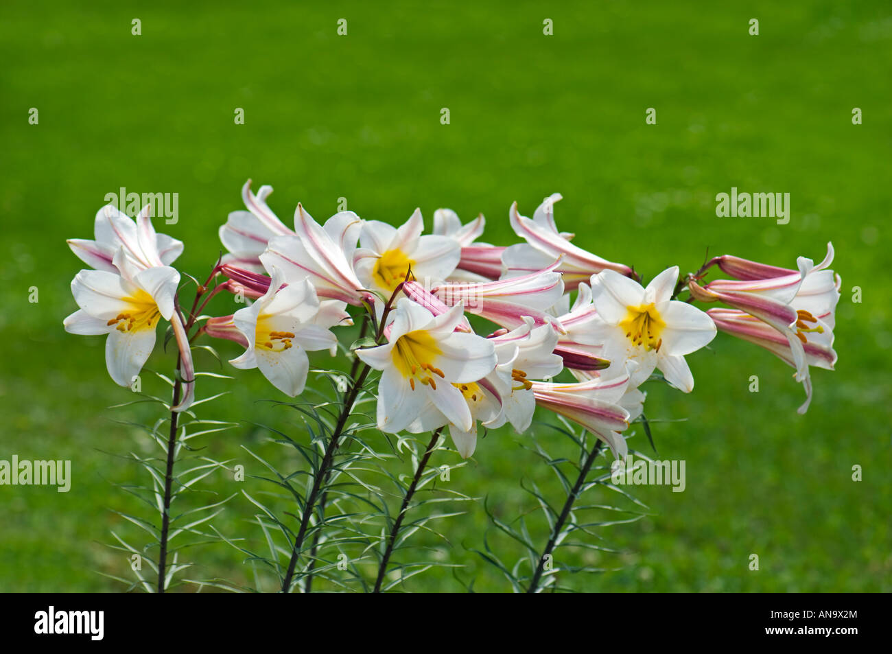 LILIACEAE lilium regale wils regal lily Lilium regale Album WHITE REGAL ...