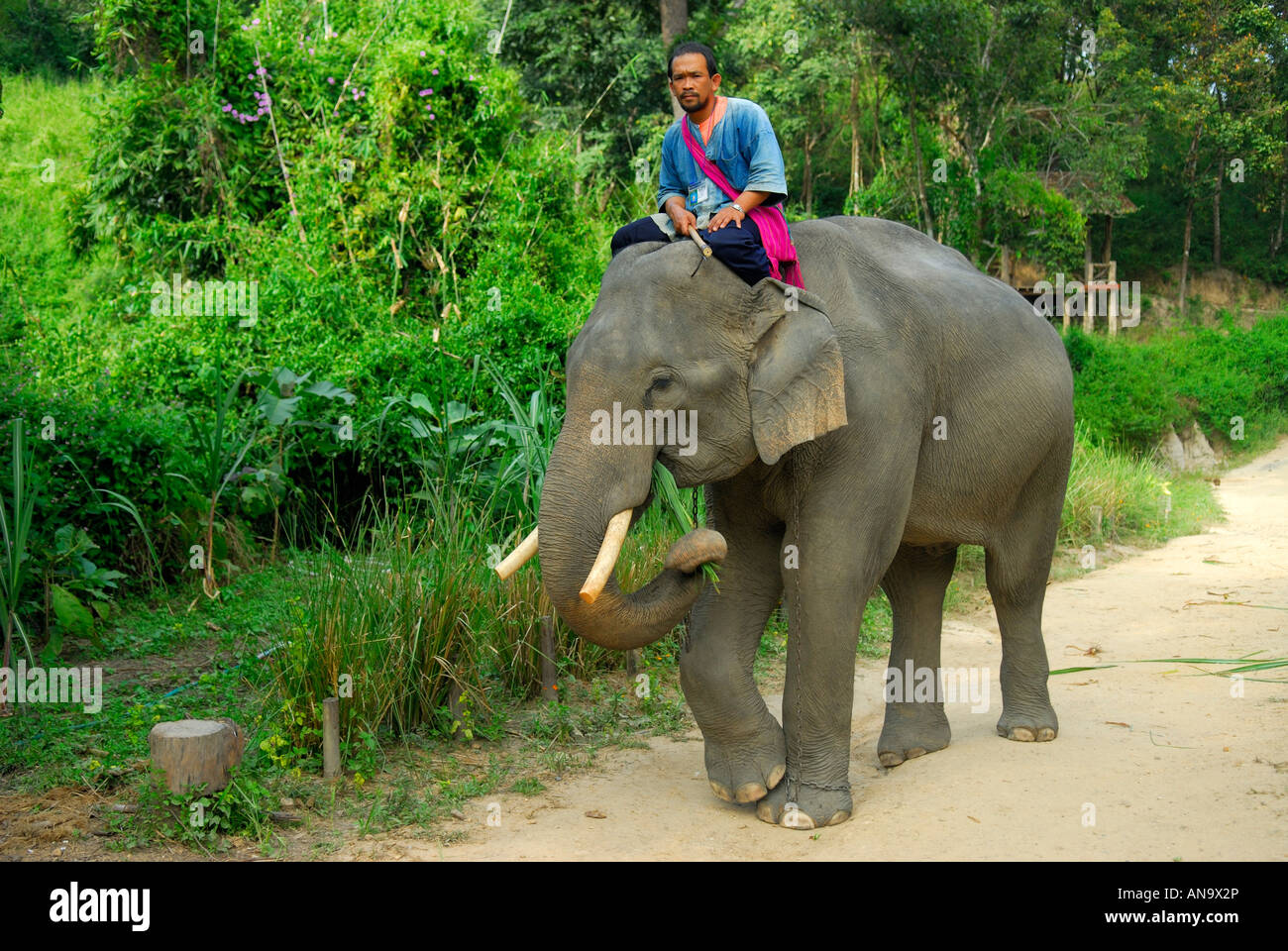 Working elephant hi-res stock photography and images - Alamy