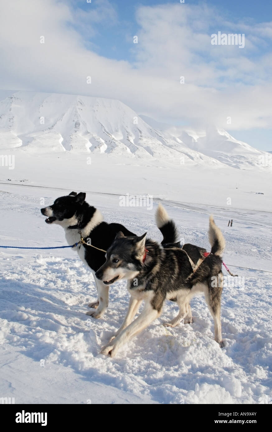 Svalbard dog sledding hi-res stock photography and images - Alamy