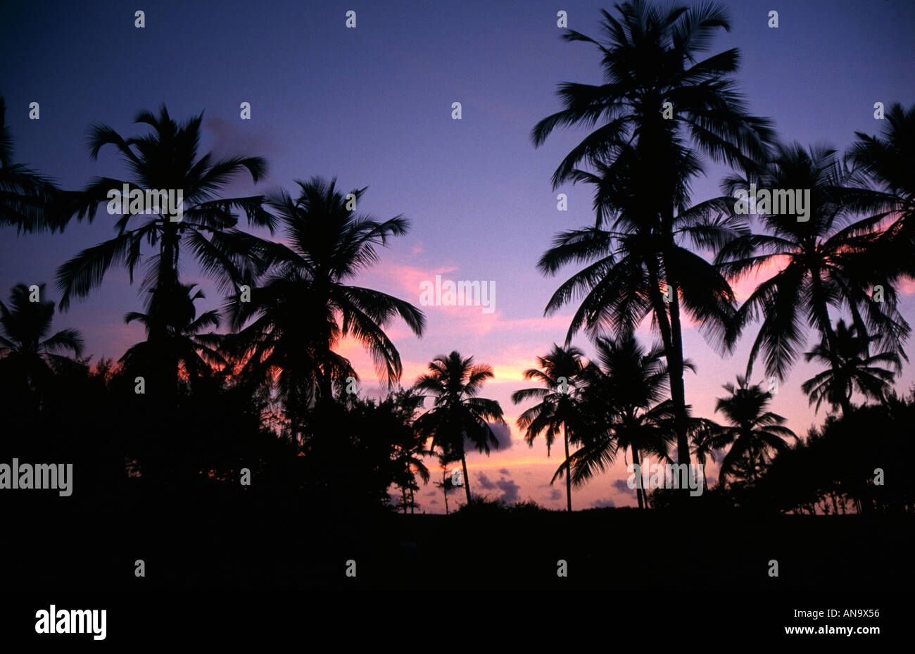 Sunset through trees trees hi-res stock photography and images - Alamy