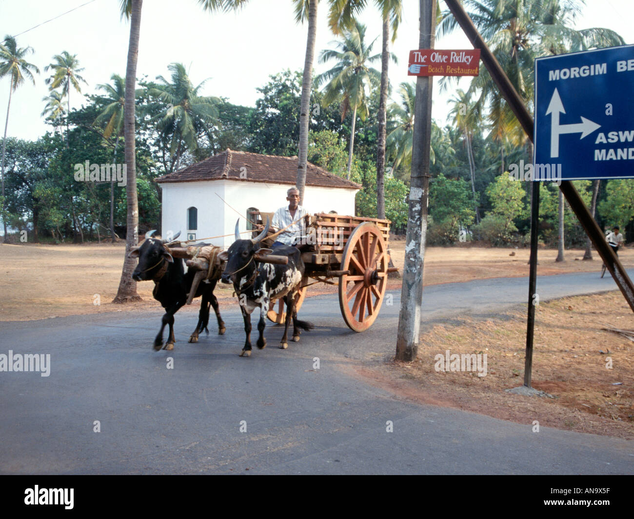 Driving oxen hi-res stock photography and images - Alamy