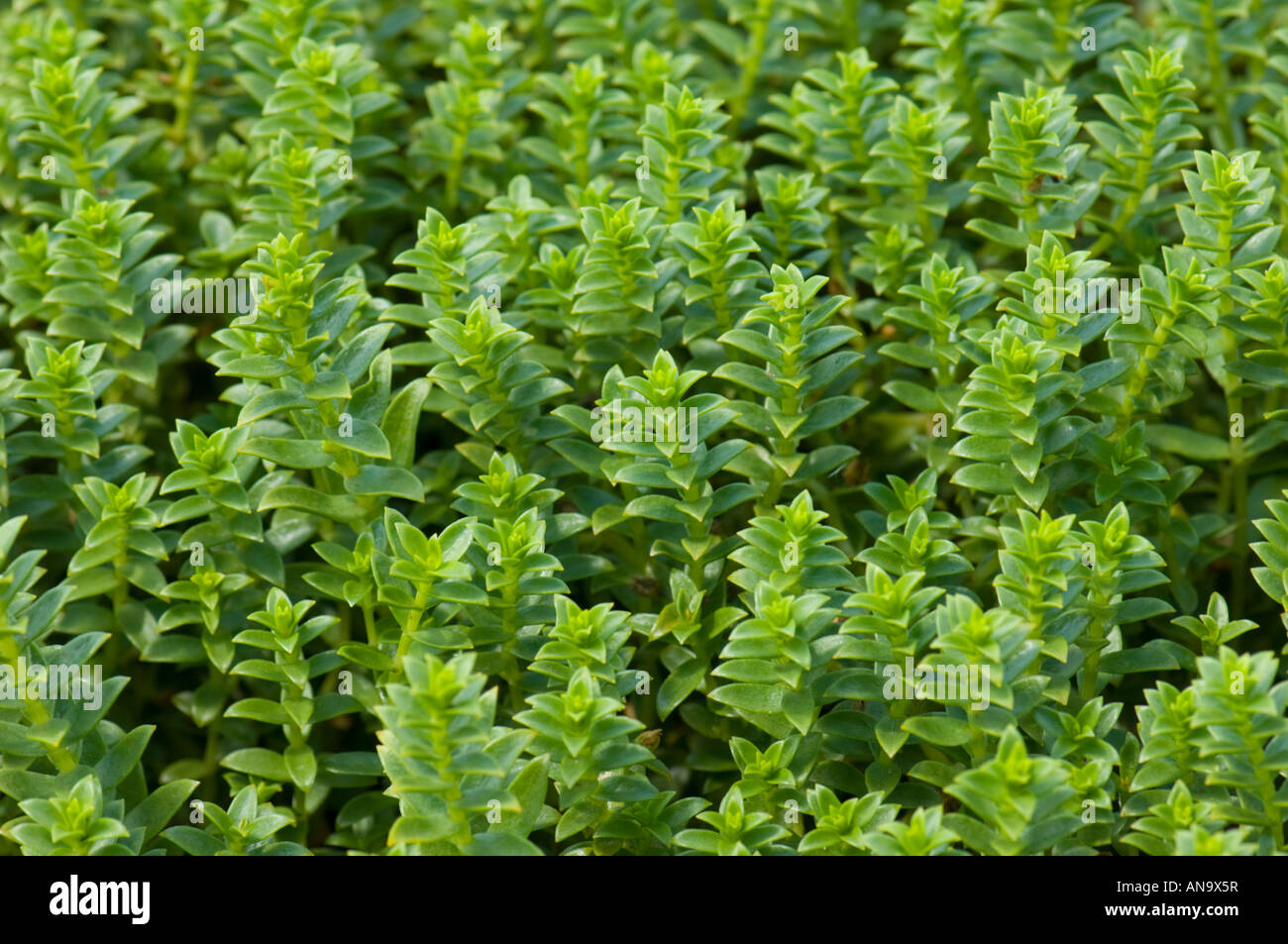 seaside sandplant Honckenya Peploides strand-Salzmire Sea Sandwort ...
