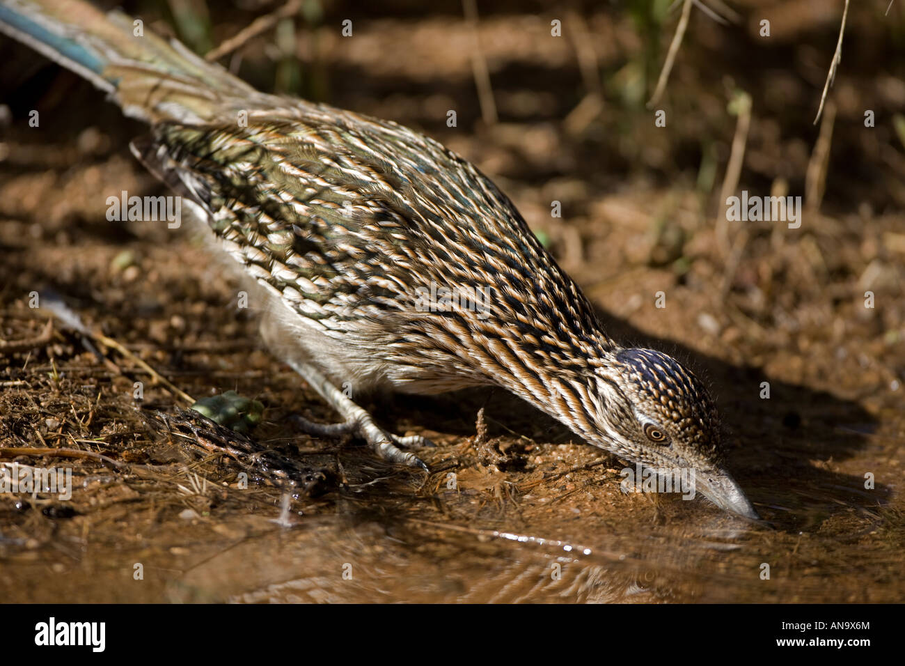 Greater Roadrunner drinking from temporary pool in Sonoran Desert of ...
