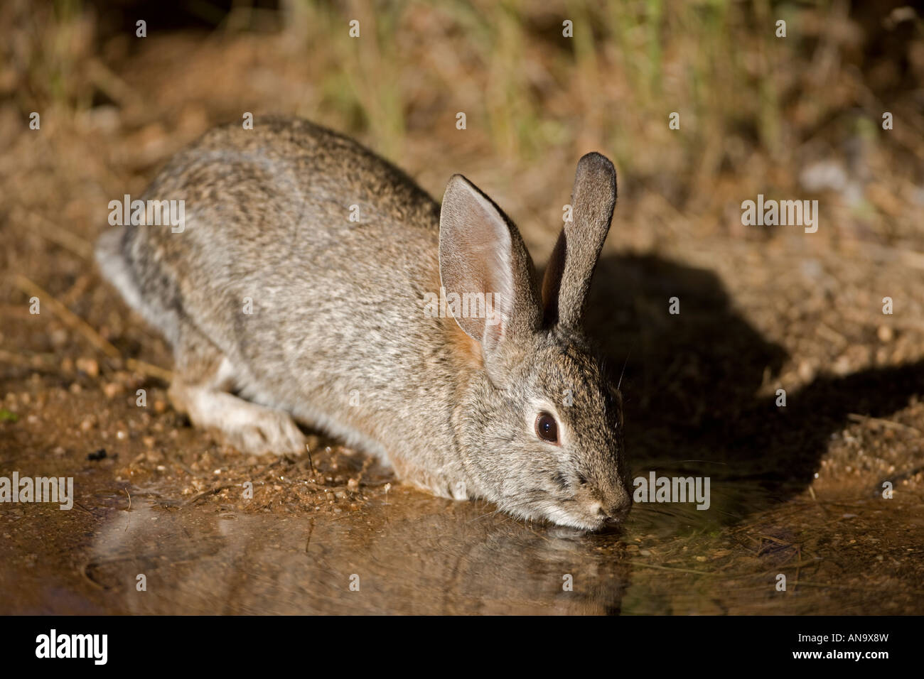Desert Cottontail (Sylvilagus auduboni) Drinking from temporary pool ...