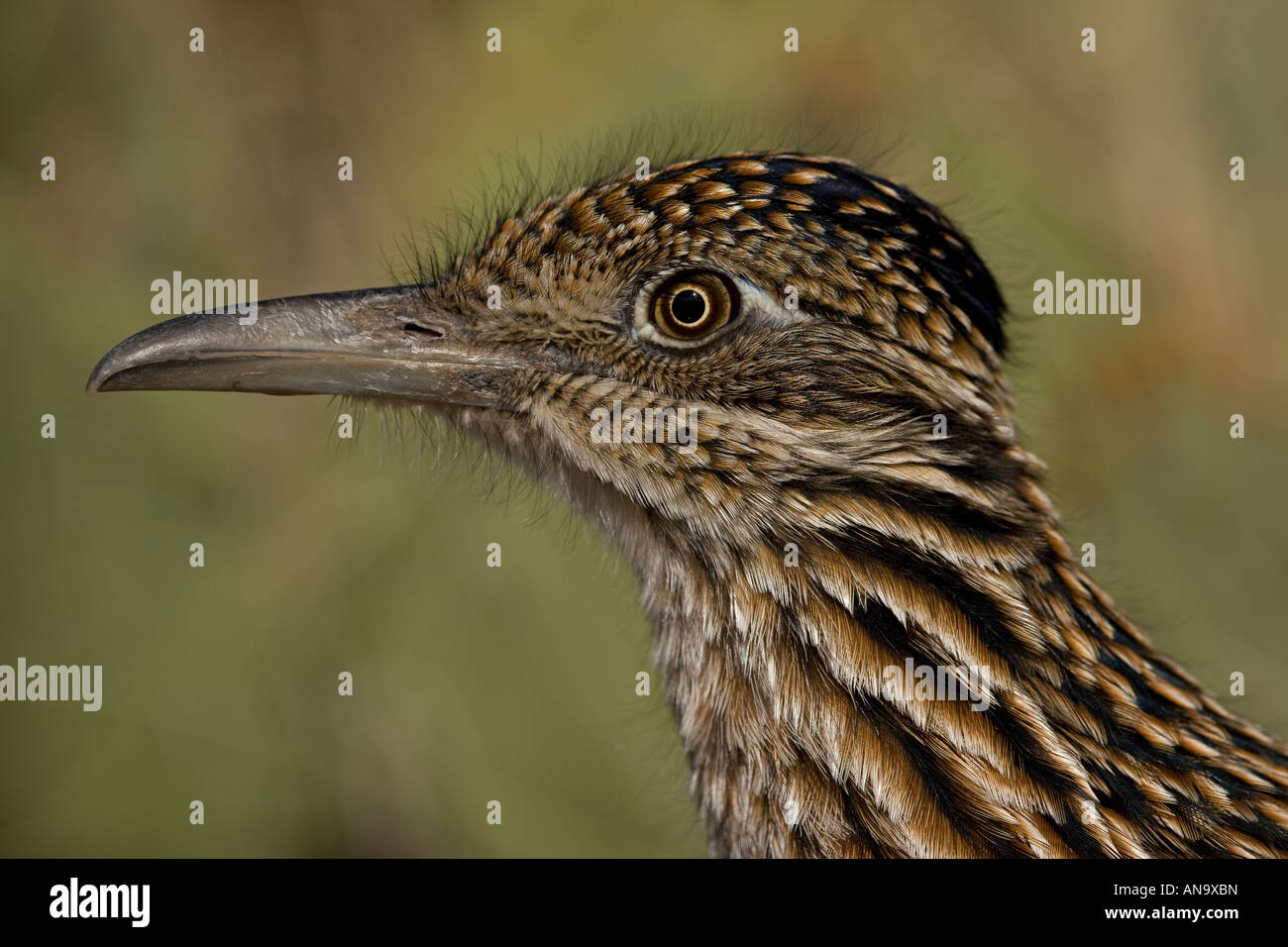 Greater Roadrunner portrait in Sonoran Desert of Arizona Stock Photo ...