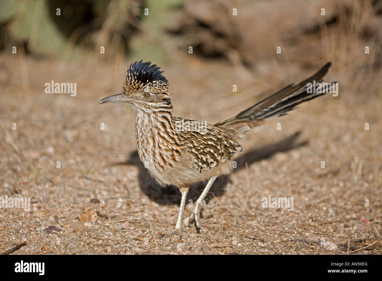 Greater Roadrunner Walking in Sonoran Desert of Arizona Stock Photo - Alamy