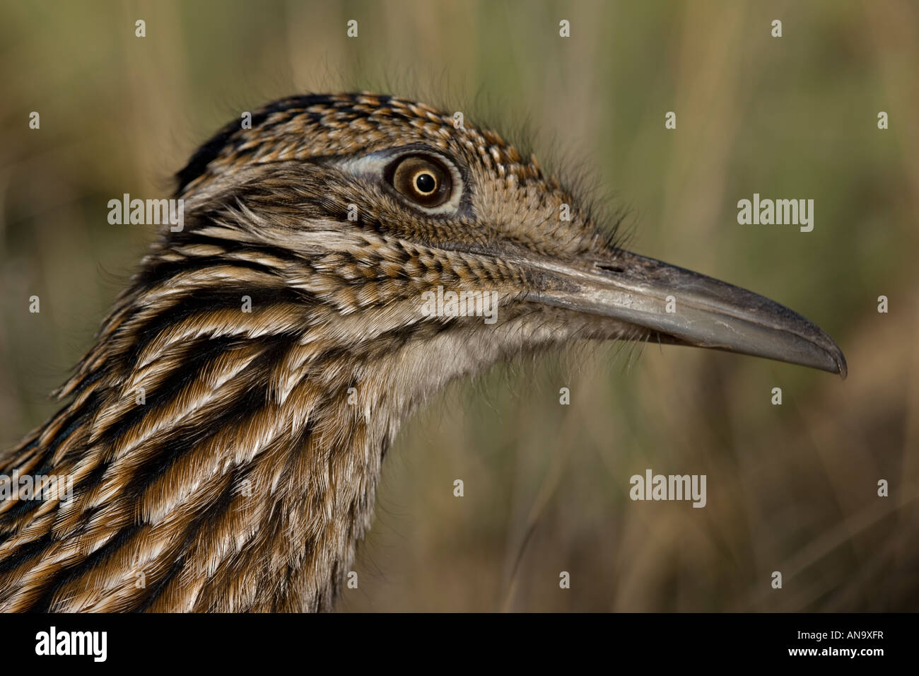 Greater Roadrunner Walking in Sonoran Desert of Arizona Stock Photo - Alamy