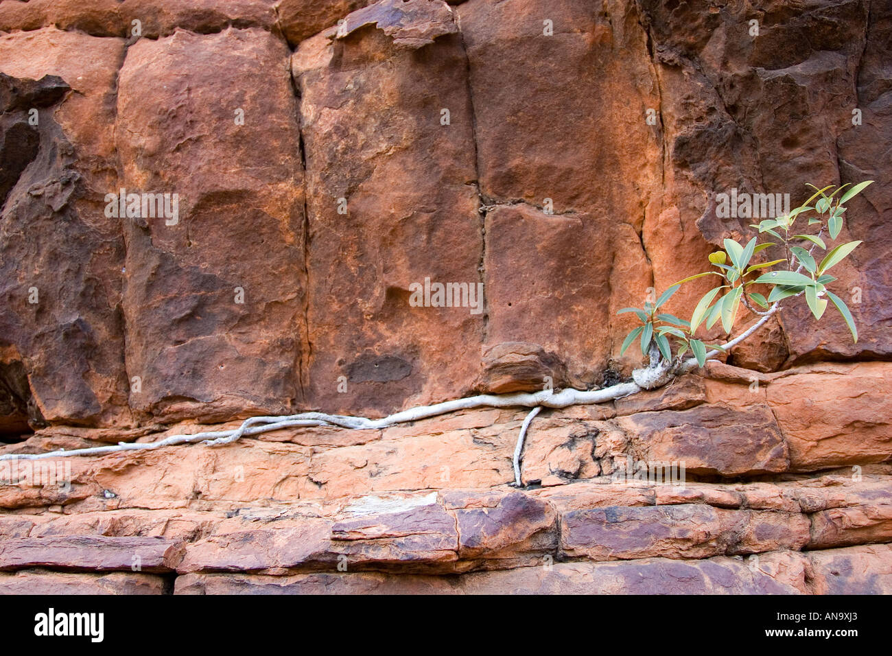 Desert plant roots australia hi-res stock photography and images - Alamy