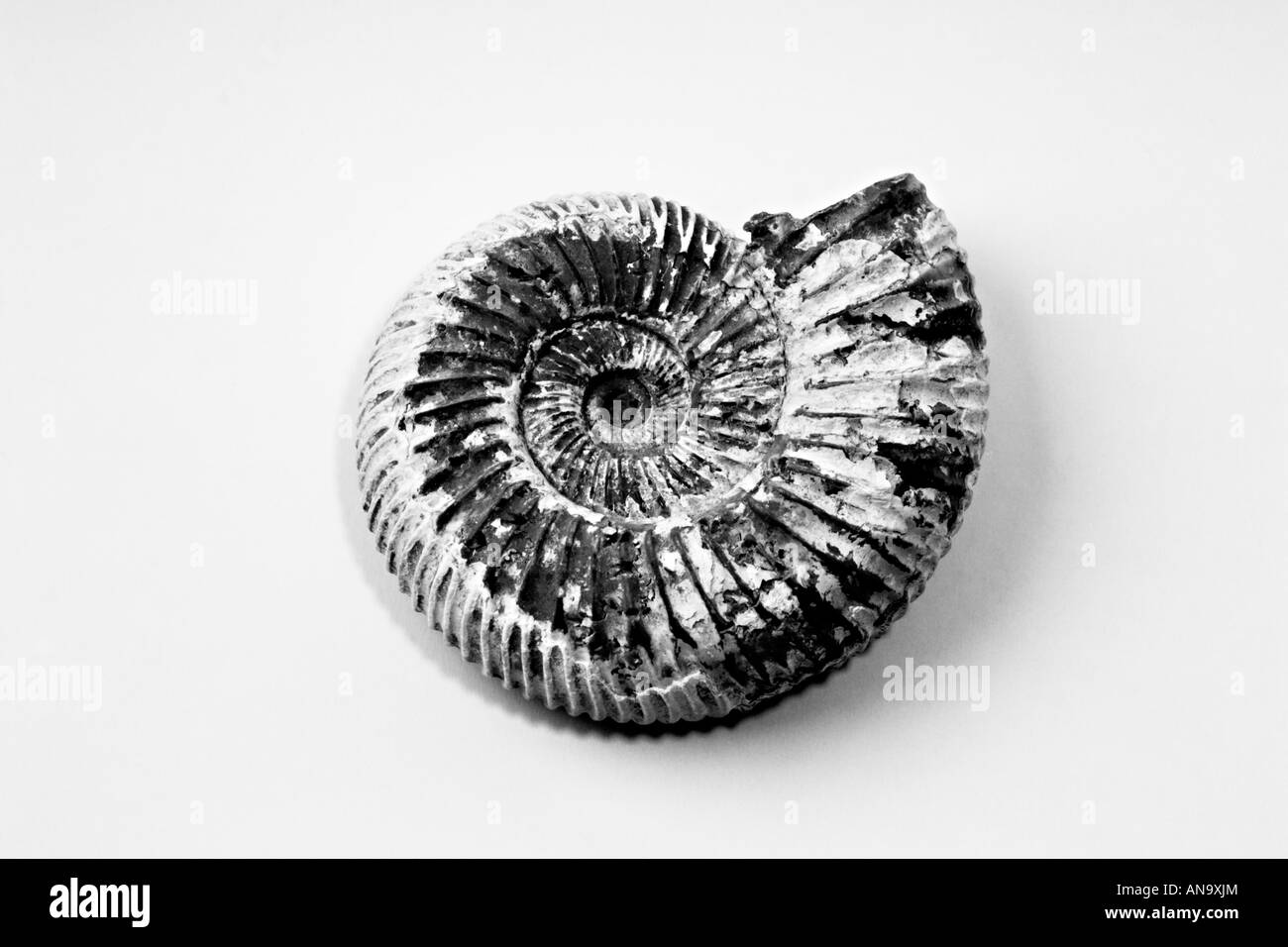 Subclass ammonoidea Black and White Stock Photos & Images - Alamy